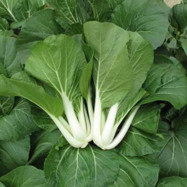 Pechay petsay black behi 50 seeds (not live plants) | Lazada PH