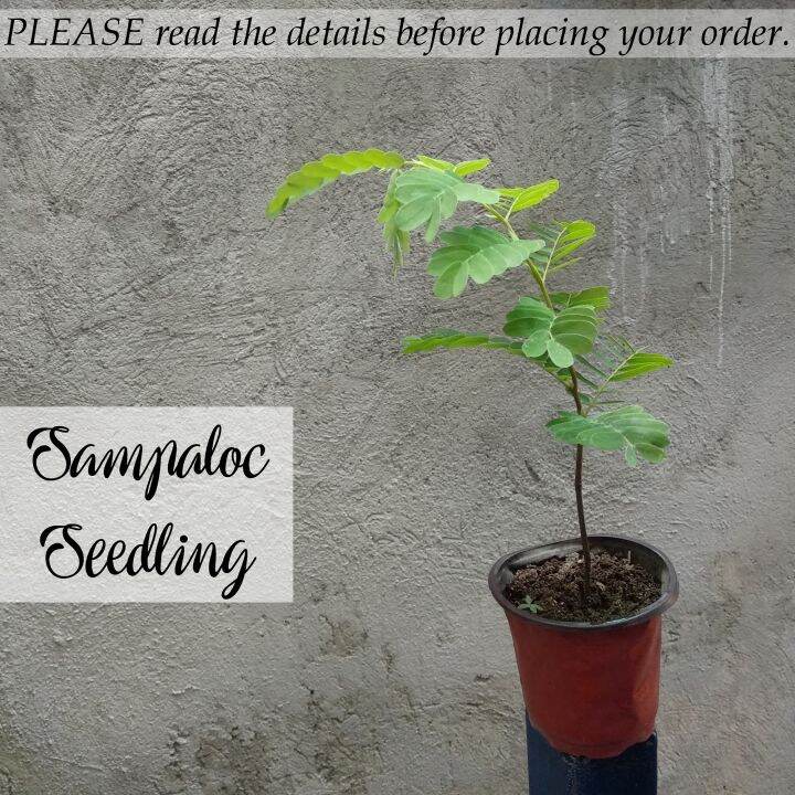 Sampaloc Plant