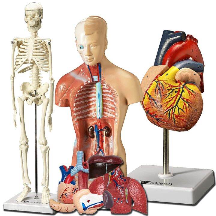 【CC】 3d Human Body Torso Model for Kid Anatomy Skeleton Steam Game ...