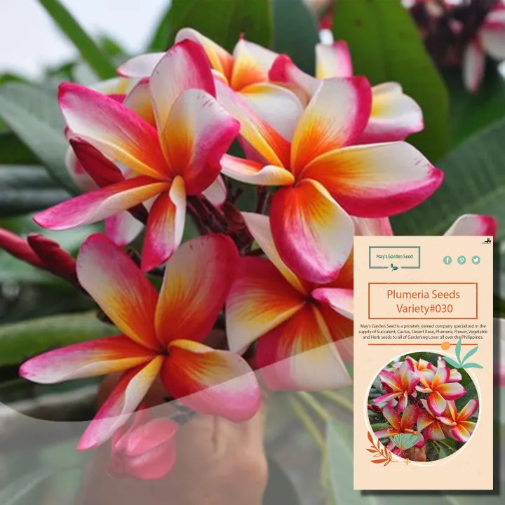 Rare 4 Colors Red-Yellow-White Center with Pink Edge Kalachuchi Seeds ...