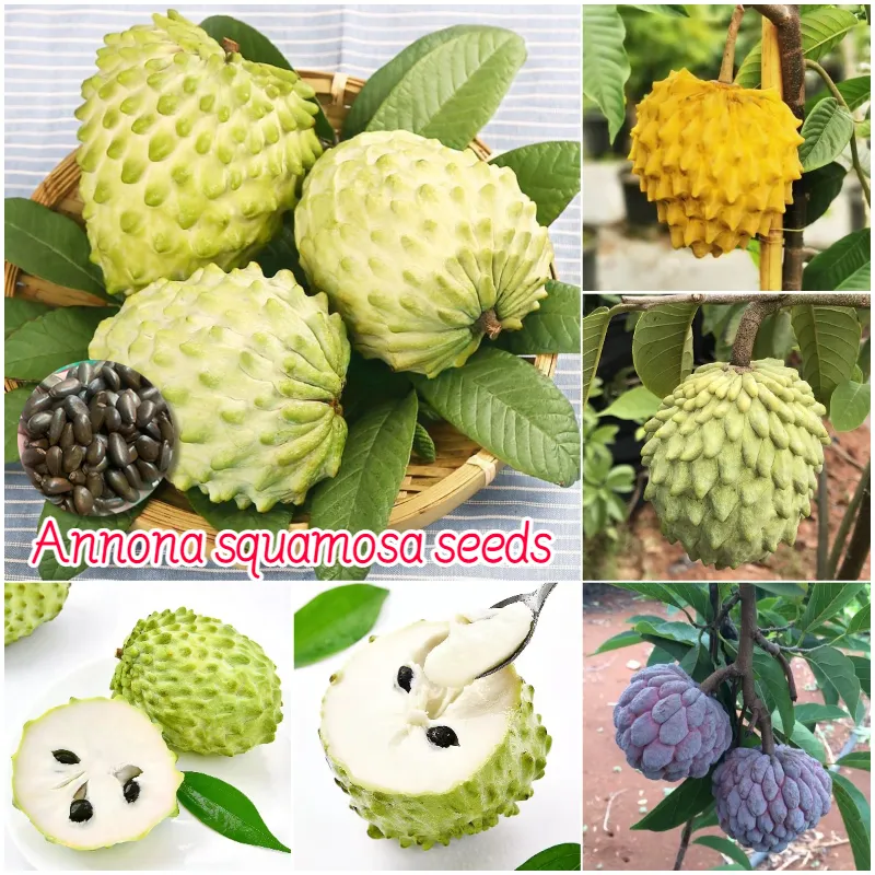 Annona Squamosa Seeds
