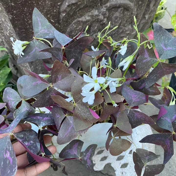 Butterfly Plant (Oxalis triangularis) | Lazada PH