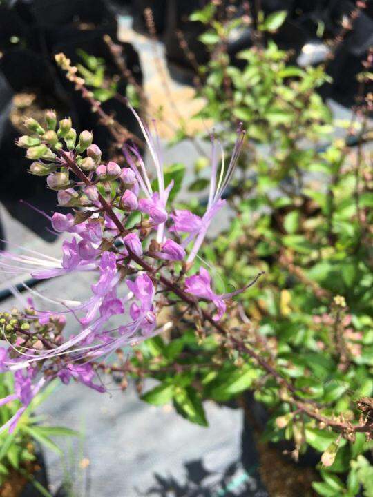 MDC- Purple Flower Cat Whiskers Plant / Anak Pokok Misai Kucing Bunga ...