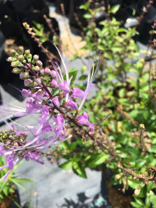 MM- Purple Flower Cat Whiskers Plant / Anak Pokok Misai Kucing Bunga ...