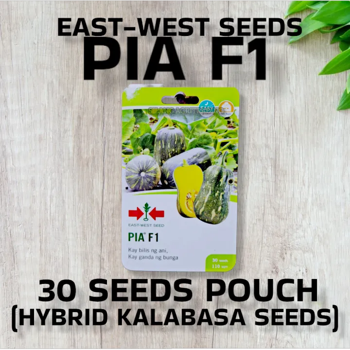 PIA F1 KALABASA SEEDS (30 SEEDS) EAST WEST SEEDS | Lazada PH