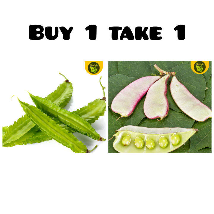Buy 1 Take 1 High Quality Vegetable Seeds binhi pantanim Sigarilyas ...