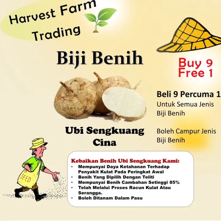 BIJI BENIH UBI SENGKUANG cina 10pcs SAYUR-SAYURAN DAN BUAH-BUAHAN SEED ...
