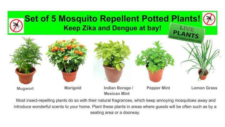 [SG 🇸🇬Store] Set of 5 Mosquito Repellent / Repelling / Fighting Potted ...
