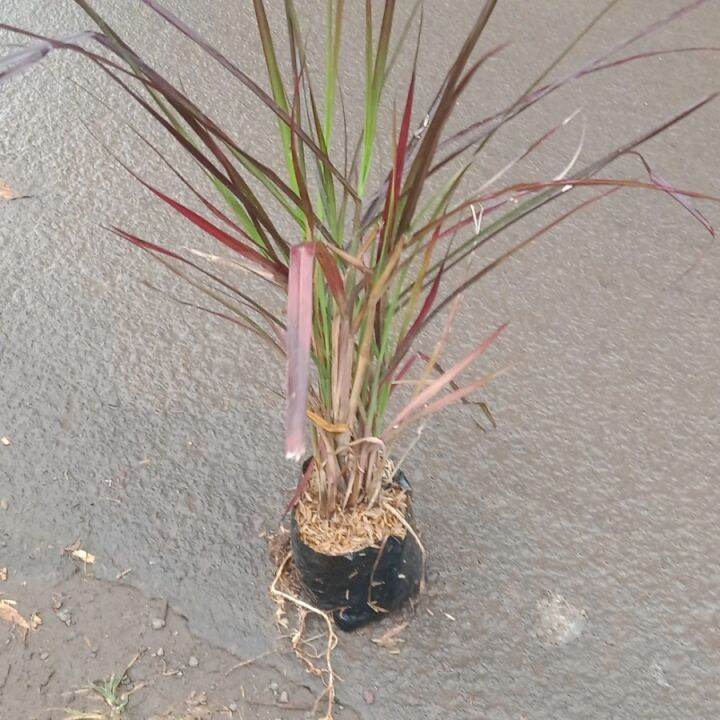 tanaman ekor kuda merah/Alang Alang ekor kuda merah/tanaman hias ...
