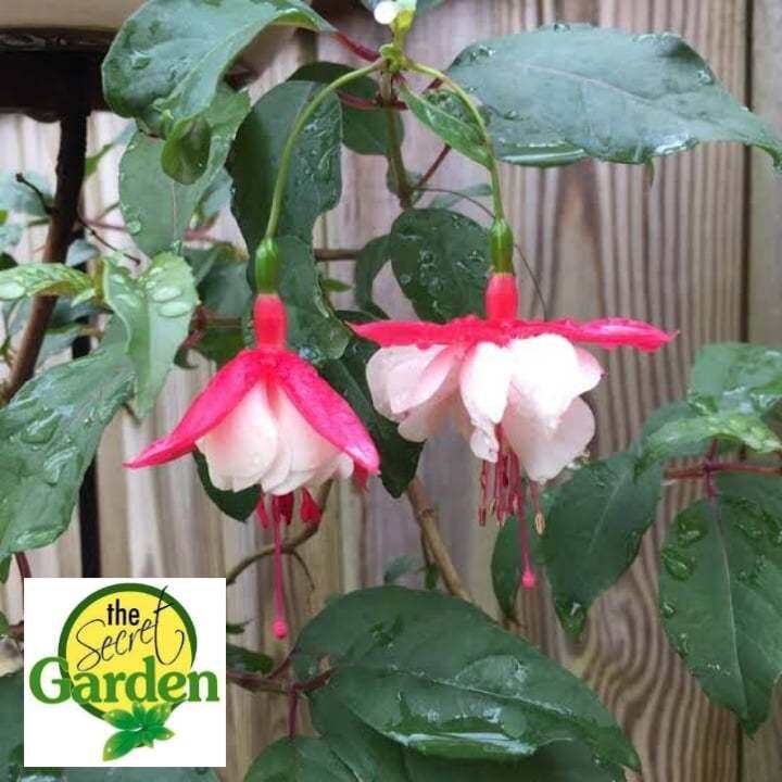 Fuchsia 'Angel Earrings Double Red" Plant with FREE plastic pot, and ...