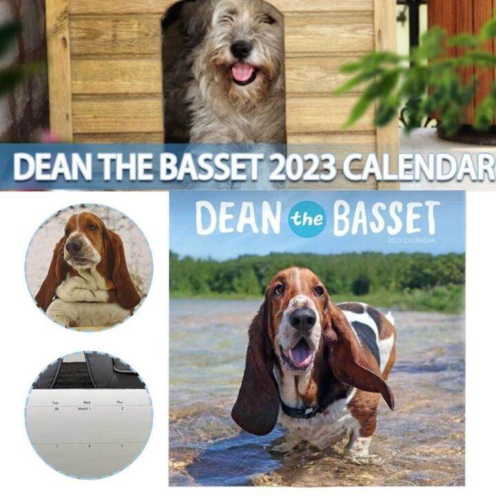 TEENIE WEENIE ของขวัญคริสต์มาสตลกกีฬาแขวนปฏิทินสุนัขที่น่ารัก Dean The Basset ปฏิทินสำนักงานบ้าน ...