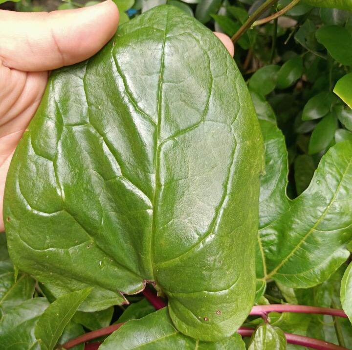Vege Cuttings Sayur Raja Malabar Spinach Red species | Lazada