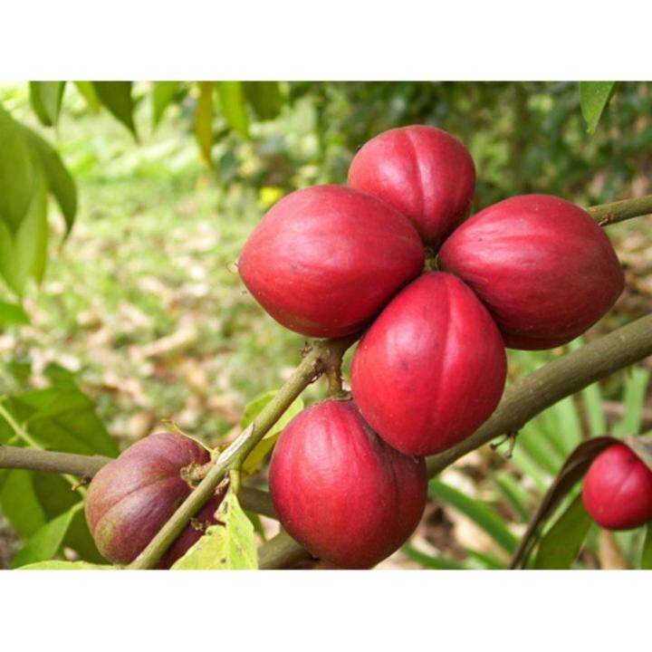 Bibit Tanaman Mahkota Dewa | Pohon Buah Mahkota Dewa | Lazada Indonesia