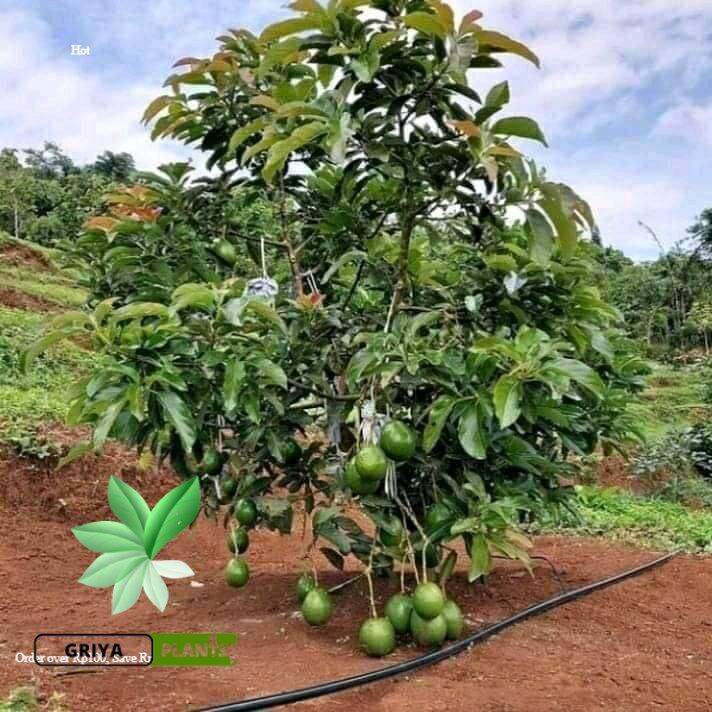 Pohon Alpukat Dalam Pot