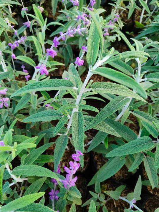 Sage Herb Plant (Live Plant) with FREE garden soil, plastic pot and ...