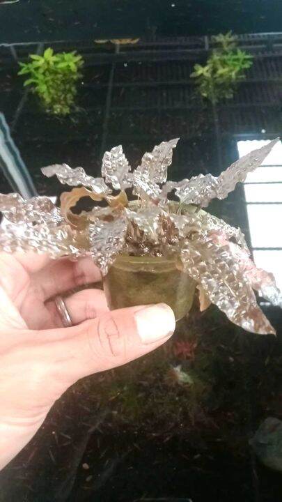Cryptocoryne Florida Sunset Aquascape | Lazada Indonesia