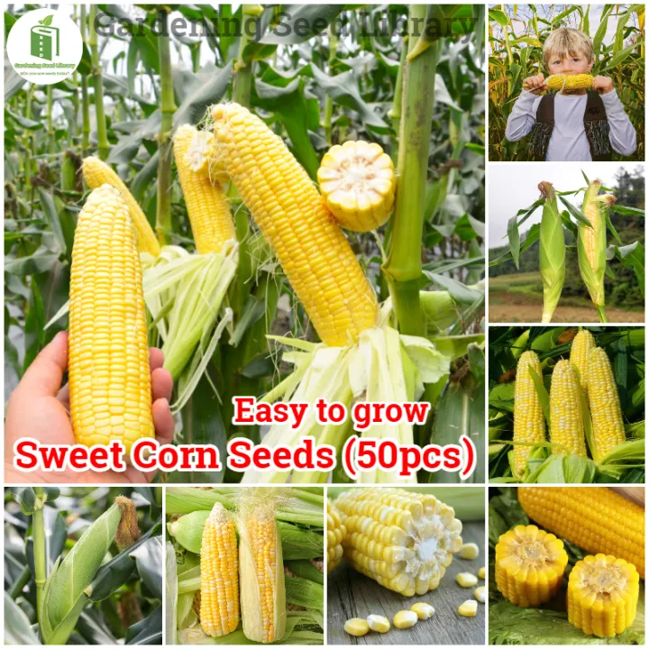 High Yielding Seeds丨50pcs Sweet Corn Seeds Bonsai Seeds for Planting ...