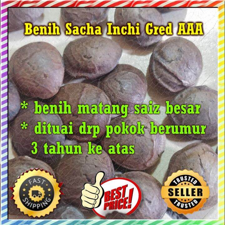 BENIH SACHA INCHI GRED AAA | Lazada
