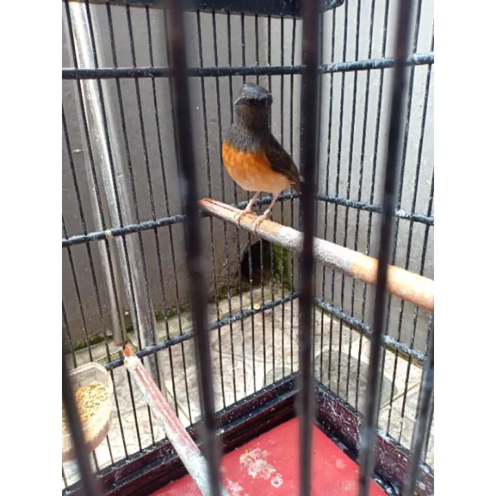 Murai batu betina klawu pantat putih | Lazada Indonesia