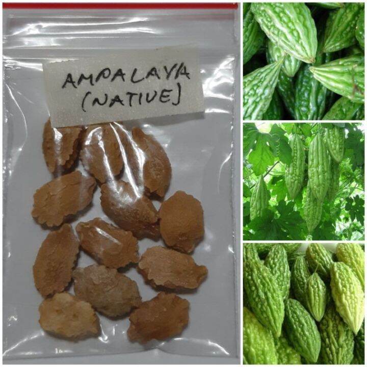 Ampalaya Ilocano or Native Ampalaya Variety Seeds | Lazada PH