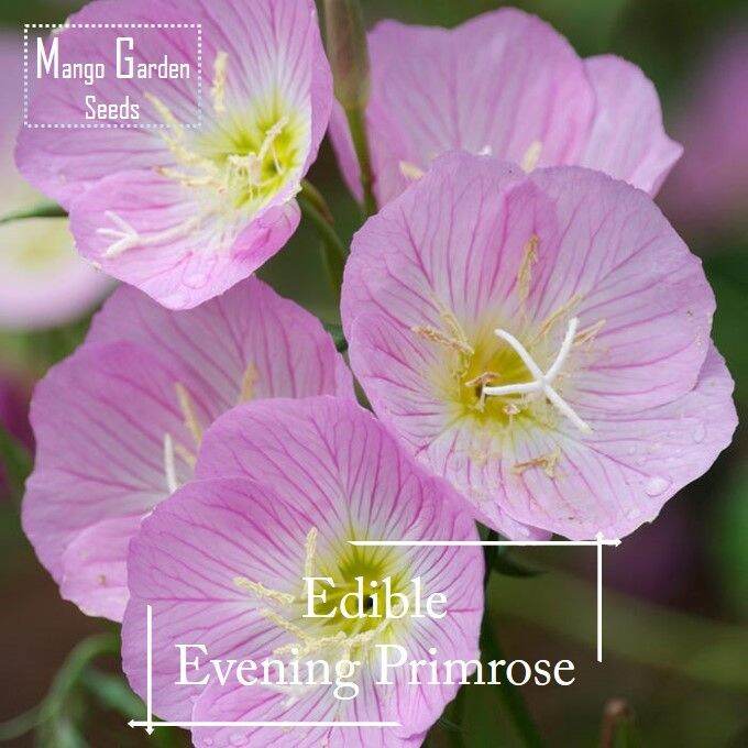 *Edible* Primrose Evening Flowers Seeds - 100 seed *Pot Friendly* Tanam ...