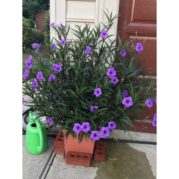 💜 Pokok Bunga Petunia 💜Ruellia Brittoniana Purple Showers | Lazada