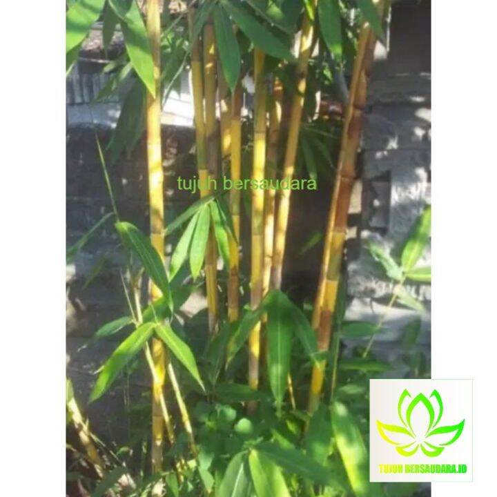 stek tanaman bambu kuning bisa tanam di pot / kebun taman | Lazada ...