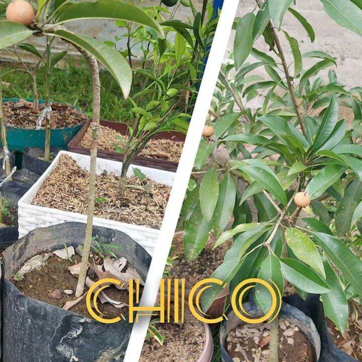 grafted chico live plant nagsisimula na po bumunga. | Lazada PH