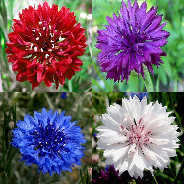 Bachelor’s button flower seeds | Lazada PH