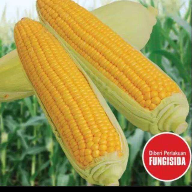 Benih Jagung Manis 10 butir repack | Lazada Indonesia