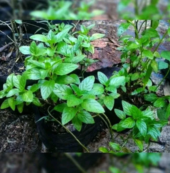 bibit tanaman peppermint-daun mint-menthol-pepermint-papermint herbal ...