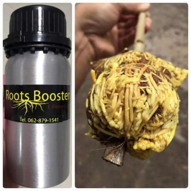 ยาเร่งรากคุณภาพสูง ROOTS BOOSTER 250ml | Lazada.co.th