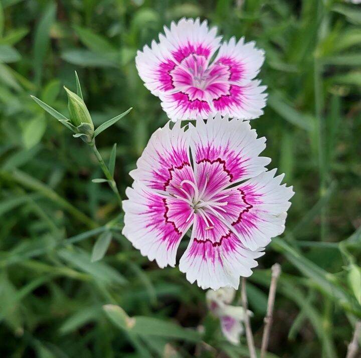 DIANTHUS SEED`S MIX COLOR | Lazada PH