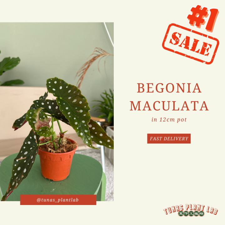 TPL - Tunas Plant Lab - Begonia Maculata 鳟鱼秋海棠 -REAL LIVE PLANT -RARE ...