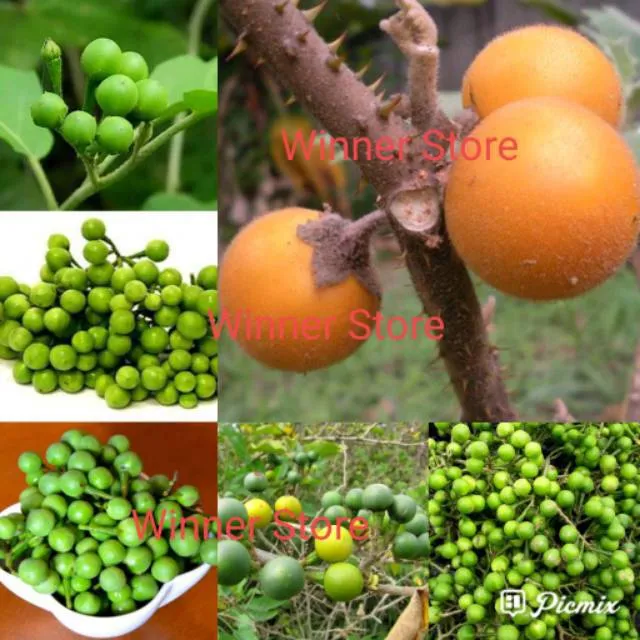 10 rimbang tekokak takokak solanum torvum terong pipit poka pokak bibit ...