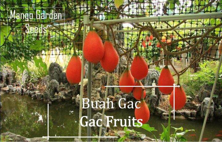 Gac Fruits Seeds -(It's a seed, not a plant!) Benih Segar, Tuai Sendiri ...