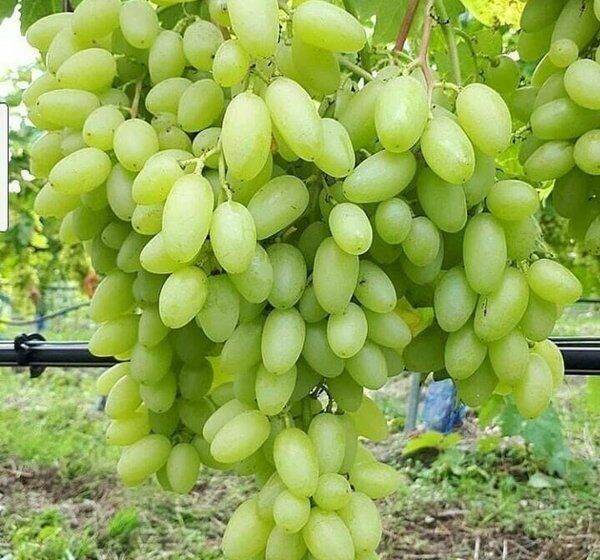 Best Seller Bibit Anggur Hijau Super manis COD | Lazada Indonesia