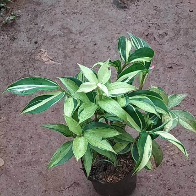 Tanaman hias pacing pentul varigata | pohon pacing varigata | pacing ...