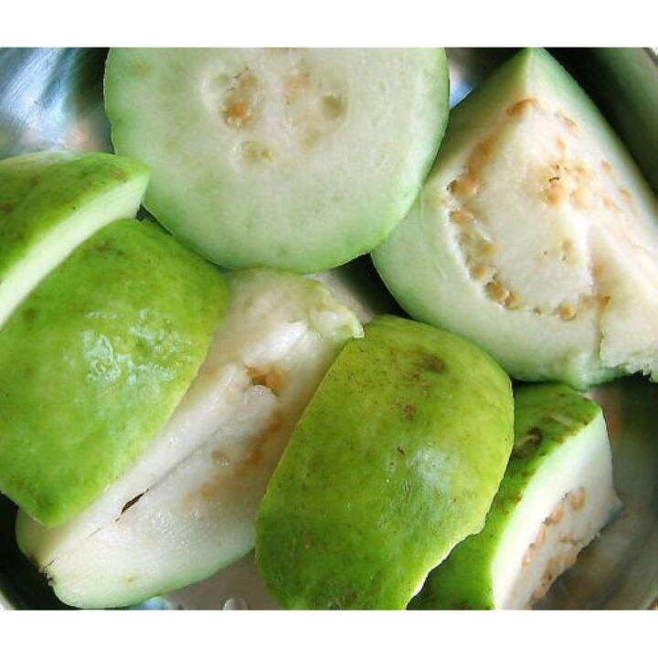Guava Tropical Fruit Psidium guajava Exotic Tree Edible guayaba Seeds ...