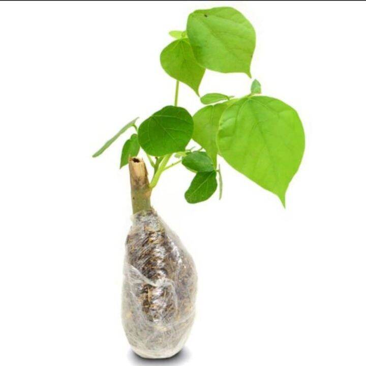 Tanaman Dadap Serep | Lazada Indonesia