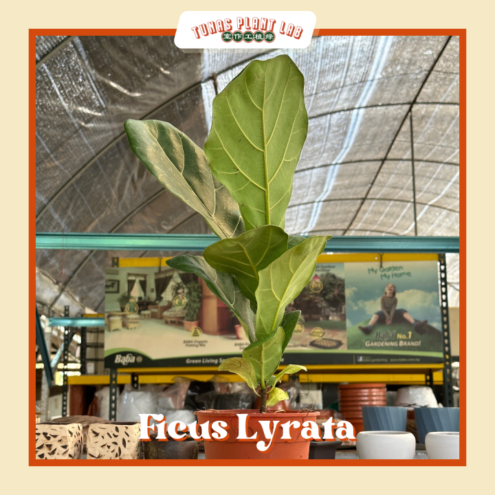 TPL - Tunas Plant Lab - Ficus Lyrata / Fiddle Leaf Fig - 琴叶榕 - REAL ...