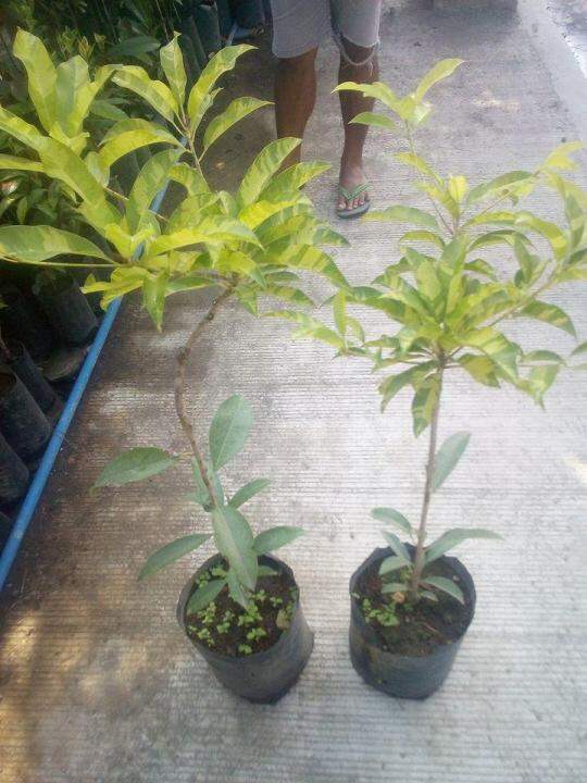 Variegated Chico Grafted Seedling | Lazada PH