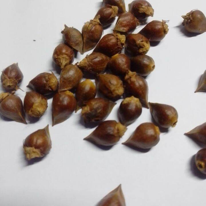 BENIH BIJI BUNGA AIR MATA PENGANTIN ISI 50 BIJI | Lazada Indonesia