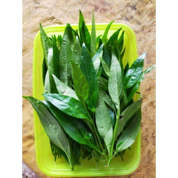 SERPENTINA FRESH LEAVES STEM ONLY | Lazada PH