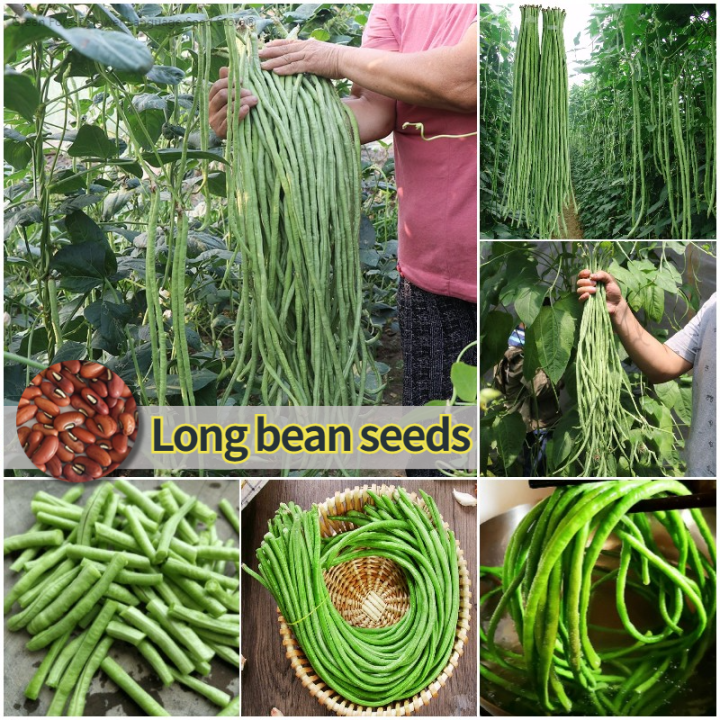 High Yield Green Long Beans Seeds Cowpea Seed (50pcs/bag) 爬藤长豆角种子 Biji ...