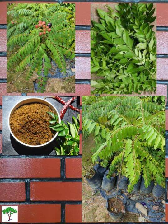 SJH - Curry leaf plant / Anak pokok kari / 咖喱叶树苗 [Real Plant/Live Plant ...