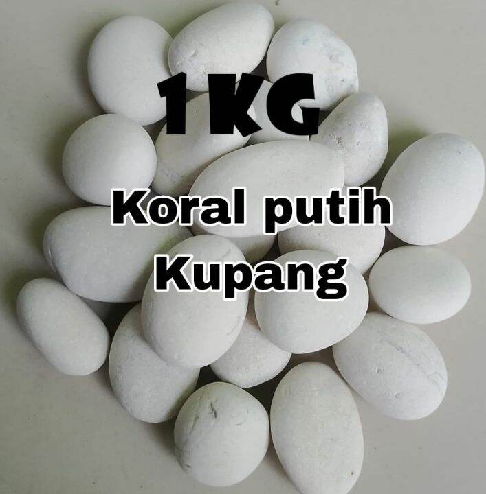 batu kupang koral putih taman dan akuarium 1 kg | Lazada Indonesia