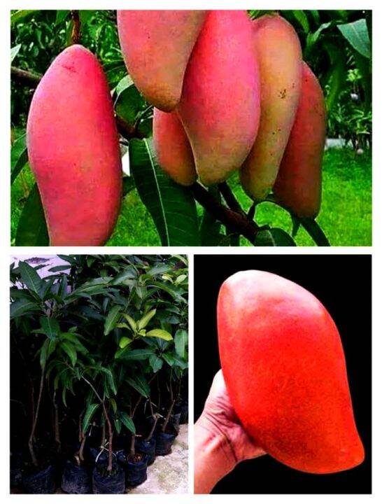 BIBIT BUAH LANGKA UNIK POHON MANGGA MERAH RED EMPEROR BERBIAH BESAR ...
