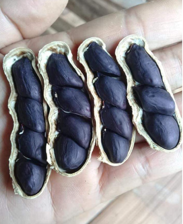giant black groundnut/Carolina black Peanut plant seed (Arachis ...