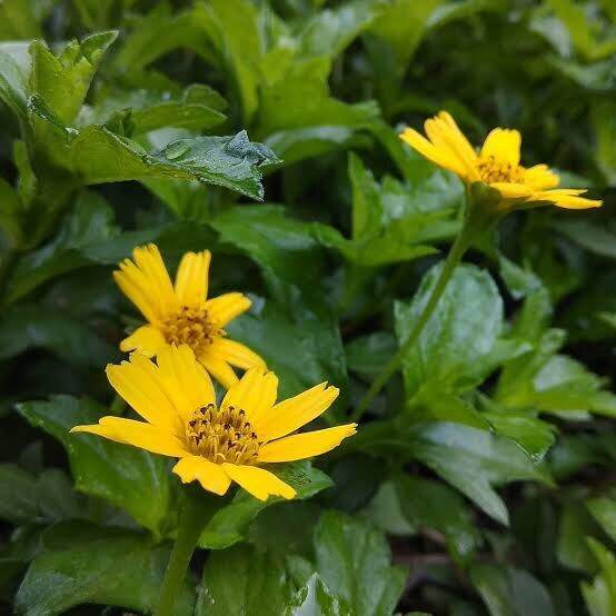 Daun seruni tusuk konde 500 gr | Lazada Indonesia